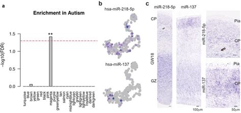 mirna regulation of autism spectrum disorder linked genes a bipartite