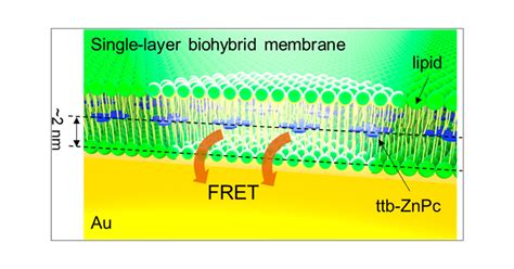 Optical Properties Of Ultrathin Biohybrid Membranes Implications For