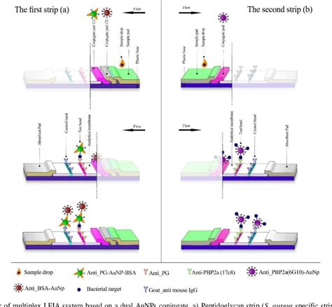 Figure 1 From Development Of A High Sensitive Multiplex Lateral Flow Immunoassay Lfia System
