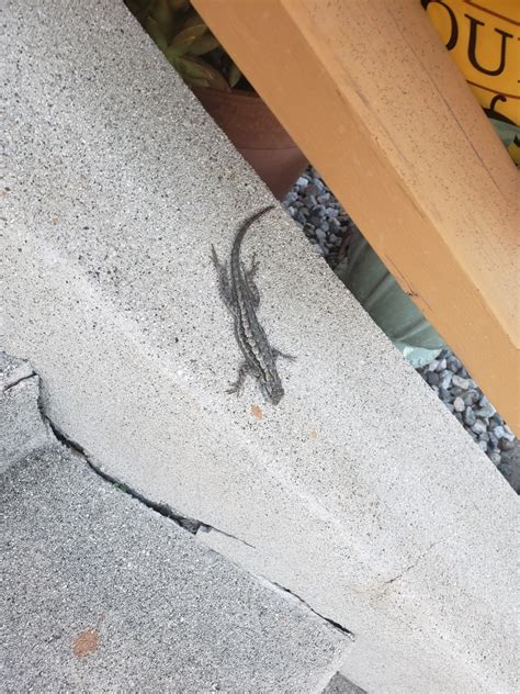 The Lizard Princess Diaries On Tumblr