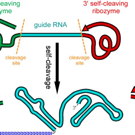 Rna Expression System A Schema Of Sgrna Expression Construct And Download Scientific Diagram