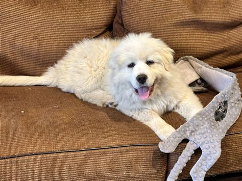 Jack Tripper Great Pyrenees Rescue Of Atlanta
