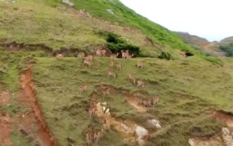Kentings Formosan Sika Deer Population Surges 10 Times In 30 Years