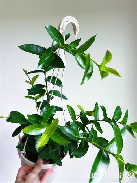 Hoya Densifolia 6 Hanging Basket Huge Us Seller Rare Foliage
