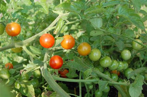 Tips On The Best Way To Water Tomatoes