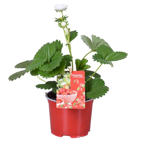 Fragaria X Ananassa Beltran — Plant Wholesale Floraccess