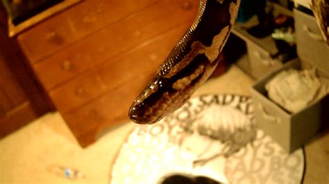 Ball Python Has Bumps And Marks On The Underside Of The Jaw I Noticed
