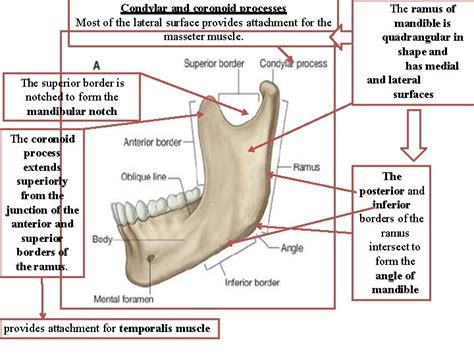 Condylar And Coronoid Processes Most Of The Lateral