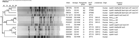 Xbai Pfge Dendrogram Of 13 Isolates Belonging To Serotypes O2hnm And