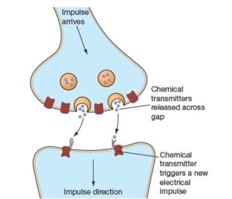 Synapse Diagram Gcse
