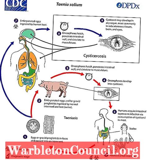 The 8 Deadliest Parasites In The World Medical