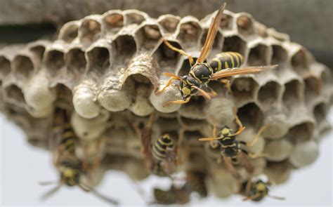 Potter Wasp Nest