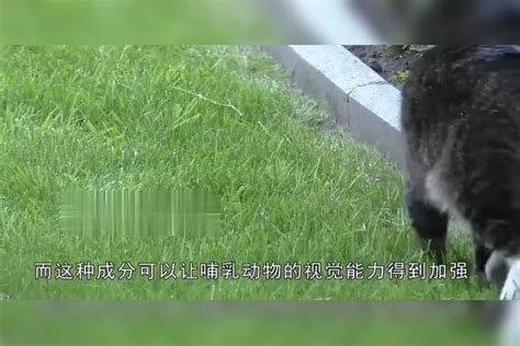 猫偷袭松鼠演示什么叫穷追不舍一场高手的较量松鼠内心复杂
