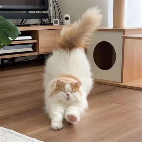 Пин от пользователя Mpbvx на доске Cat в 2024 г Котята Рэгдолл котята Детеныши животных