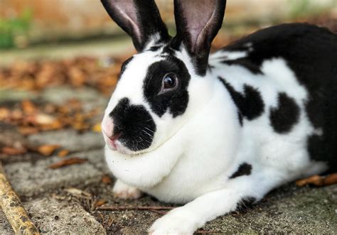 Why Does My Rabbit Have A Double Chin Or Dewlap My House Rabbit