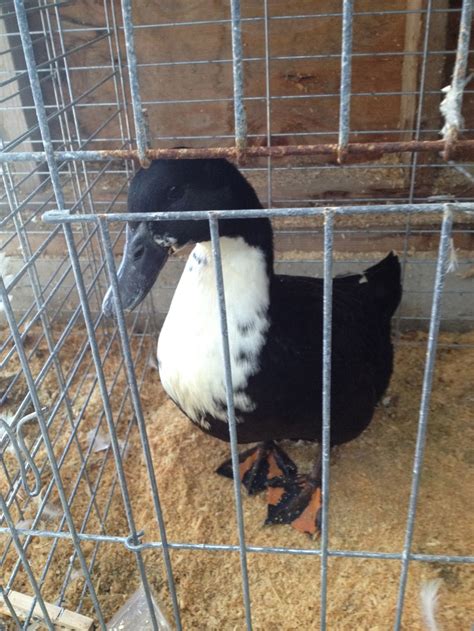 Black And White Duck Yesssss Black And White White Ducks Cute