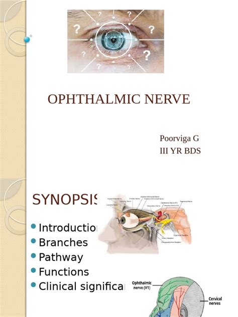 Ophthalmic Nerve 2 Pdf