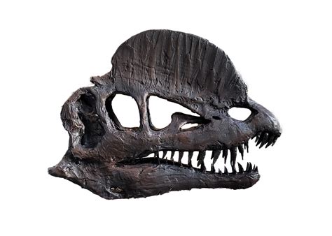 Dilophosaurus Skull