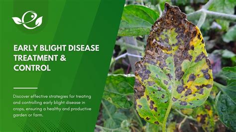 Plant Blight Treatment Late Blight In Tomato A Comprehensive Guide