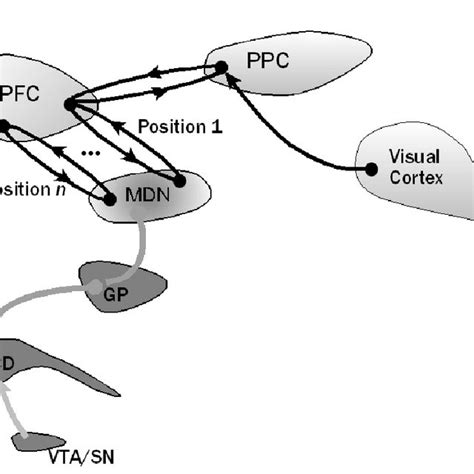 A Model Of Spatial Working Memory Pfc Prefrontal Cortex Ppc Download Scientific Diagram