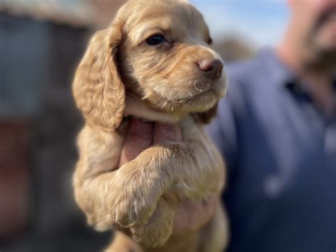 Kc Registered Pedigree Goldenred Working Cocker Spaniel Puppies