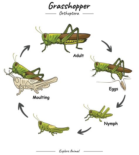 Arbico Organics Grasshoppers How To Protect Your Garden And Farm