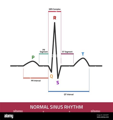 Normal Ecg