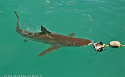 Bronze Whaler Shark Eating Quality At Robin Idella Blog