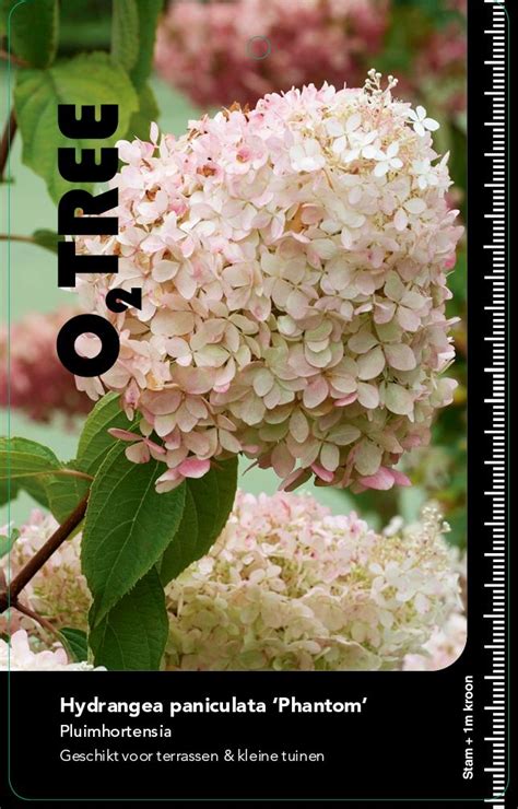 Hydrangea Paniculata Phantom O₂ Tree