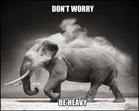 Совет слона Пикабу