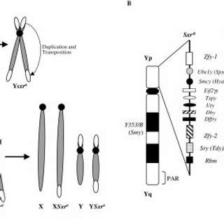 Diagrams Of The Sxr Sex Reversed Mouse Formation A And Of The Download Scientific Diagram