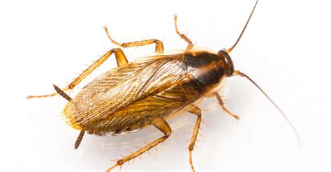 German Cockroach Insect Facts Blattella Germanica A Z Animals