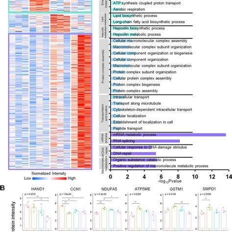 Functional Annotation Of The Proteins Specifically Under Expressed In