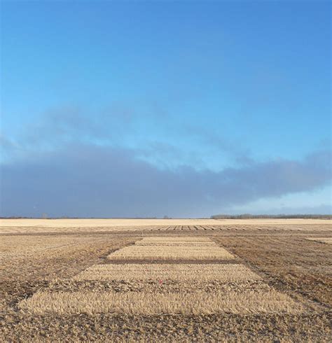 Early Season Soybean Management Top Crop Managertop Crop Manager