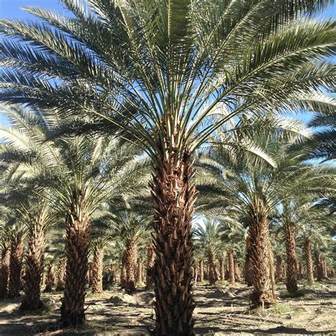 Plant Faqs Medjool Date Palm