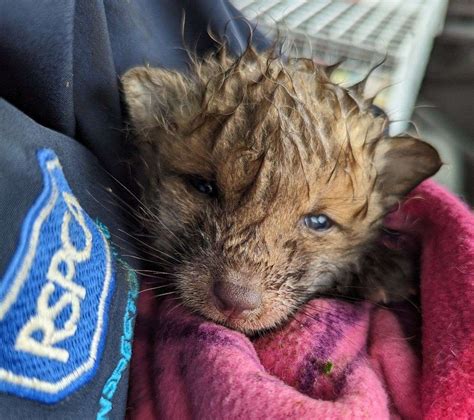 Fox Cub Rescued In Kemsley After Getting Tangled In Football Net