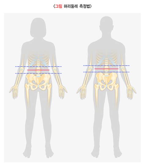 비만 기준 및 측정 방법 체질량지수bmi 허리둘레 체지방률