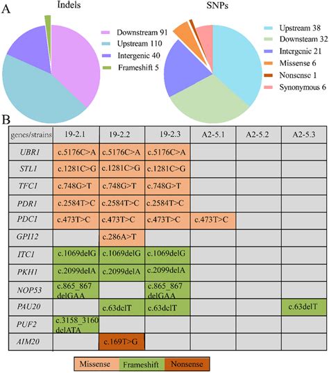 The List Of All Mutations A And Mutations In Coding Sequences B