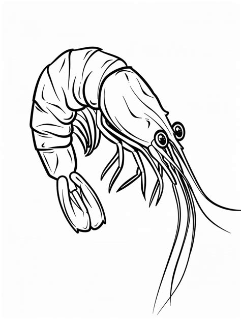 ภาพระบายสีกุ้งพิมพ์ฟรี ดาวน์โหลด พิมพ์ หรือระบายสีออนไลน์ได้ฟรี