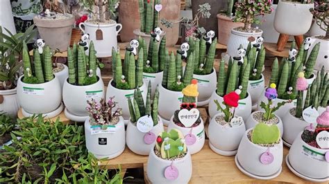 용인 남사읍 천덕산로304 화훼집하장에서 이벤트공연합니다 다육이 구경오세요~~ Youtube