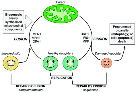 Schematic Depiction Of The Roles Of Mitochondrial Fission And Fusion In