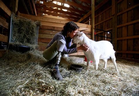 Media Dis Dat Albie The Goat Awaits Prosthetic Leg