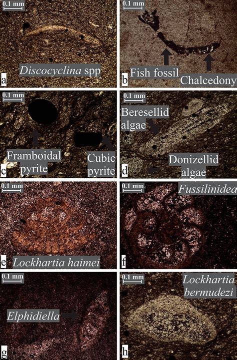 Photomicrographs Captured From Mudstone And Wackestone Microfacies Of
