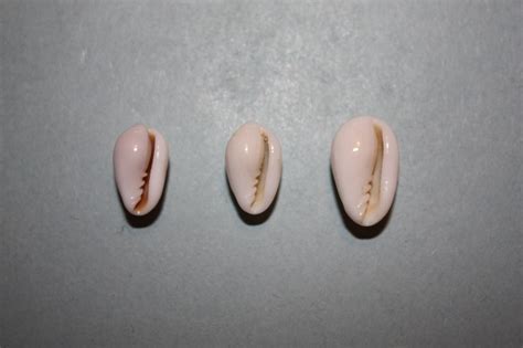 Prunum Pruinosum Hinds 1844