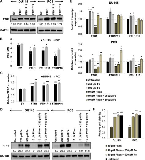 A Fth1 Genepseudogenemicrorna Network Regulates Tumorigenesis In
