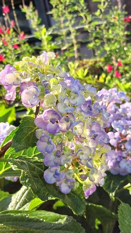 庭の紫陽花 暇人の気ままなブログ