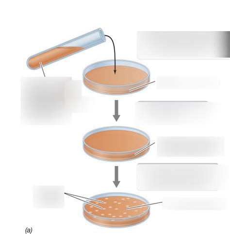 Chapter 8 Section 83 84 Diagram Quizlet