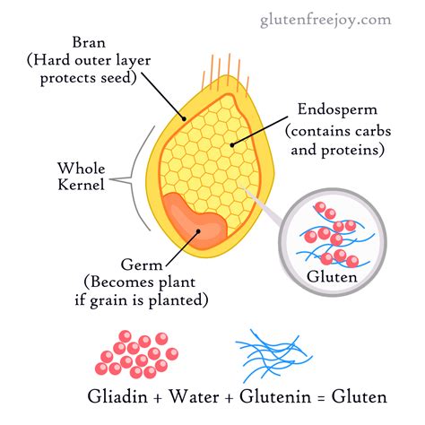 What Is Gluten Gluten Free Joy