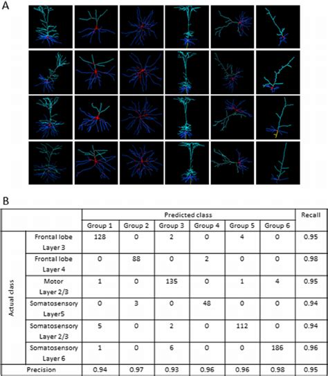 Automatically Identified Pyramidal Neuron Sub Types One Subtype In Download Scientific Diagram