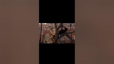 მადაგასკარი Youtube